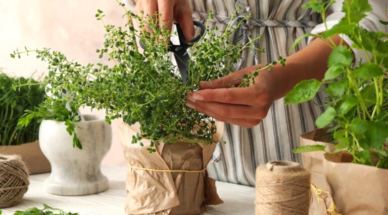 9 Tips for Growing Thyme in Pots or Containers
