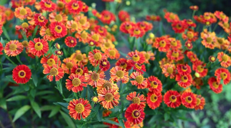 21 Flowers For The Perfect Fall Cut Flower Garden