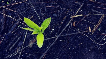How to Plant, Grow and Care For Swamp Sunflowers