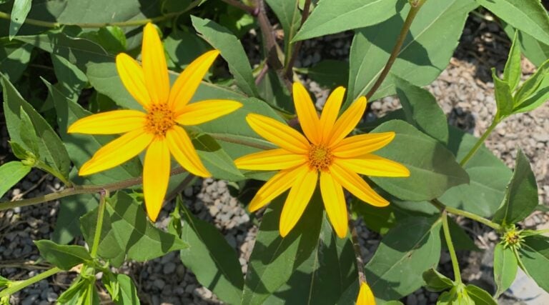 37 Drought Tolerant Native Plants to Grow This Season