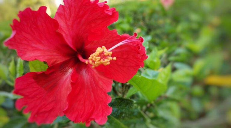27 Flowering Perennials that Thrive With Neglect