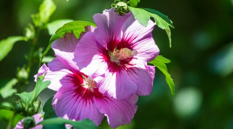 17 Deer Resistant Native Plants to Grow This Season