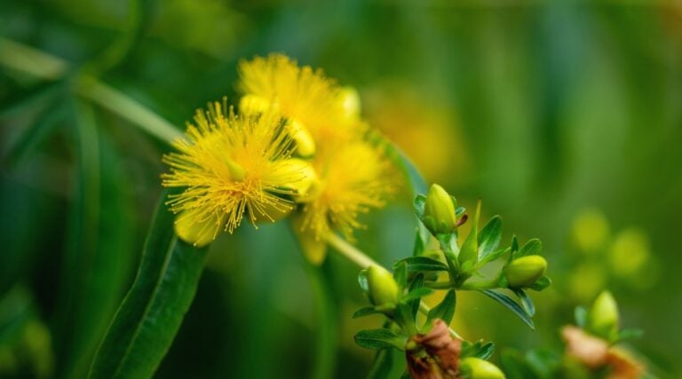 37 Drought Tolerant Native Plants to Grow This Season