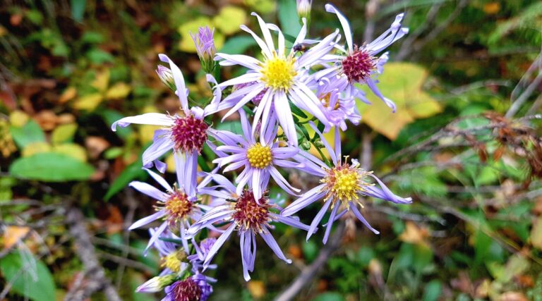 37 Drought Tolerant Native Plants to Grow This Season