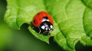 15 Beneficial Predators to Attract to Your Garden