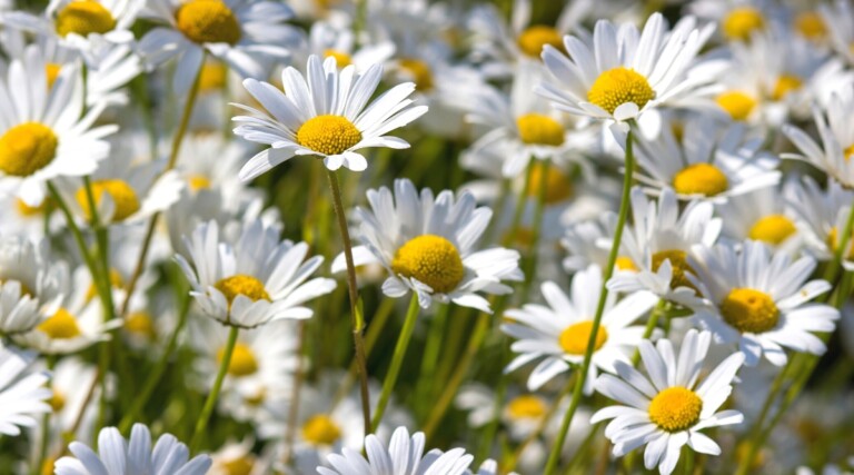 How to Plant, Grow, and Care For Montauk Daisies