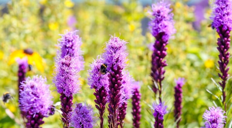 How to Plant, Grow and Care For Blazing Star Flowers