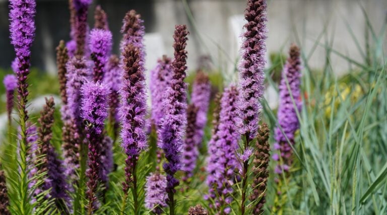29 Native Plants For North Carolina Gardens