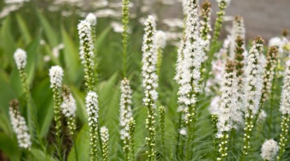 How to Plant, Grow and Care For Blazing Star Flowers
