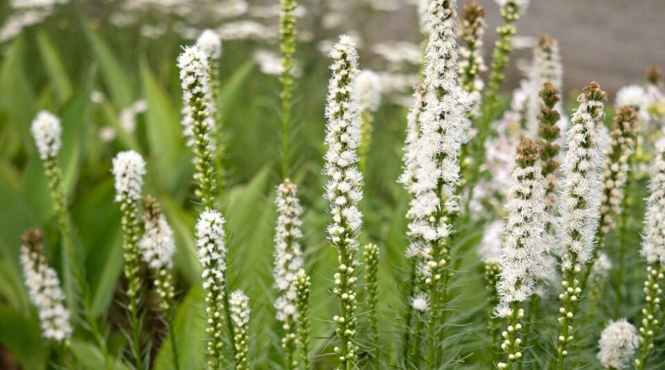 How to Plant, Grow and Care For Blazing Star Flowers