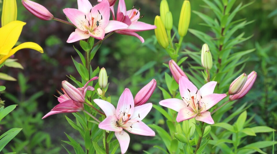 57 Plants That Are Toxic to Animals, and 31 Safe Alternatives