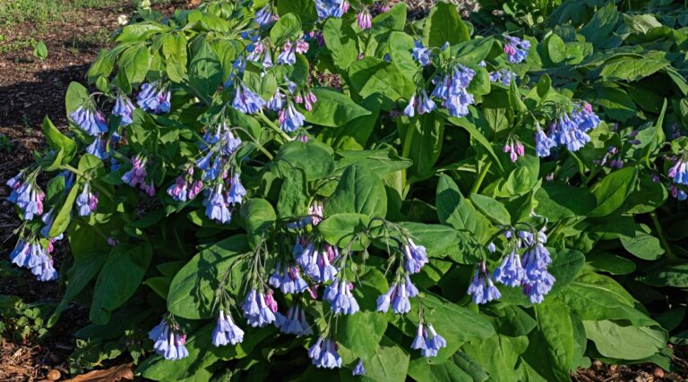 21 Native Plants That Thrive in the Shade