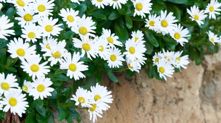 How to Plant, Grow, and Care For Montauk Daisies