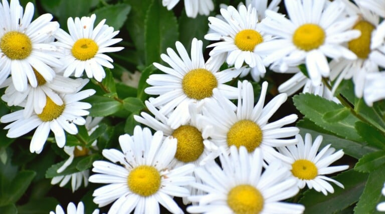 How to Plant, Grow, and Care For Montauk Daisies