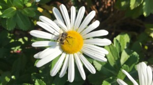 How to Plant, Grow, and Care For Montauk Daisies