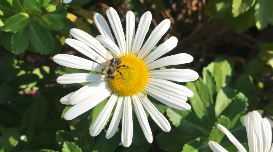 How to Plant, Grow, and Care For Montauk Daisies