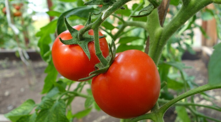 19 Early Season Tomato Varieties For Your Garden