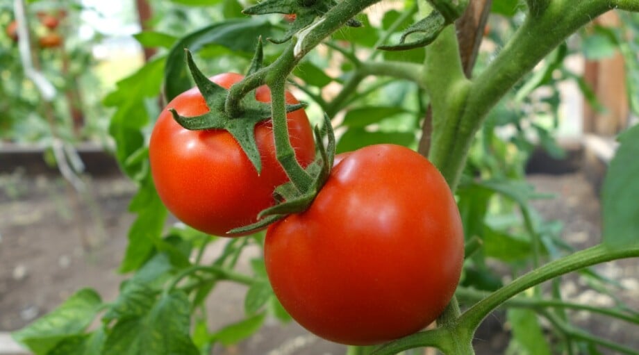19 Early Season Tomato Varieties For Your Garden