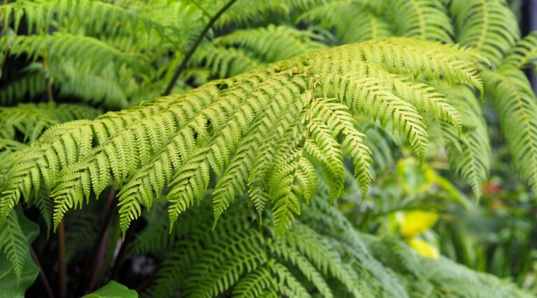 17 Deer Resistant Native Plants to Grow This Season