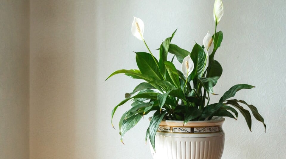 19 Houseplants Perfect For College Dorm Rooms