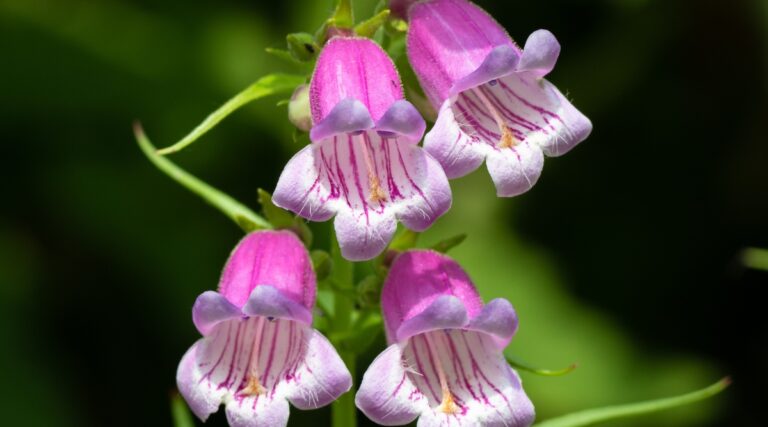 37 Drought Tolerant Native Plants to Grow This Season