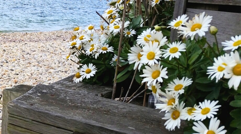 How to Plant, Grow, and Care For Montauk Daisies