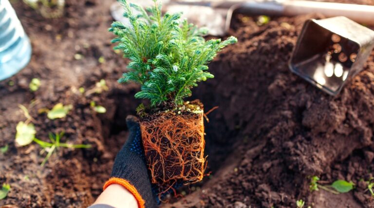15 Tips to Prepare Your Garden For Fall