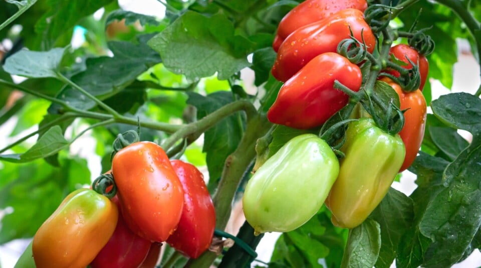 19 Early Season Tomato Varieties For Your Garden