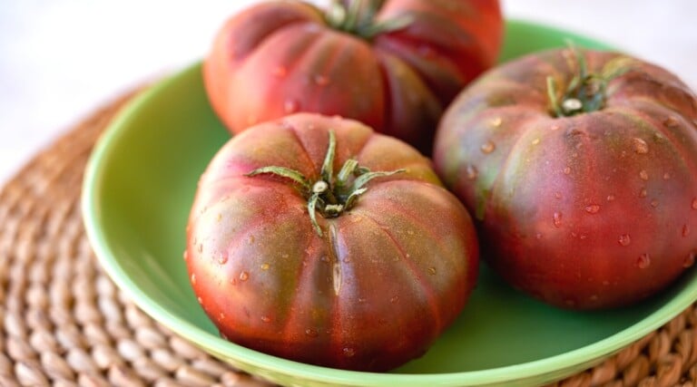 19 Early Season Tomato Varieties For Your Garden