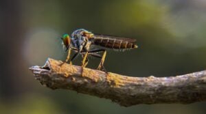 15 Beneficial Predators to Attract to Your Garden