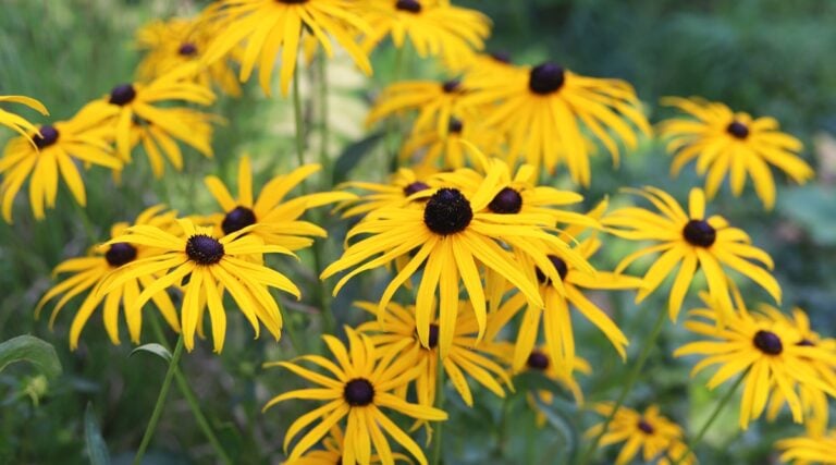 37 Drought Tolerant Native Plants to Grow This Season