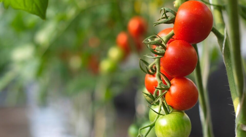 19 Early Season Tomato Varieties For Your Garden