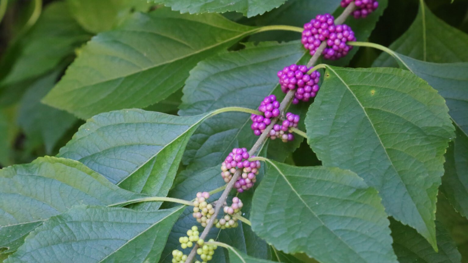How to Plant, Grow and Care For American Beautyberry