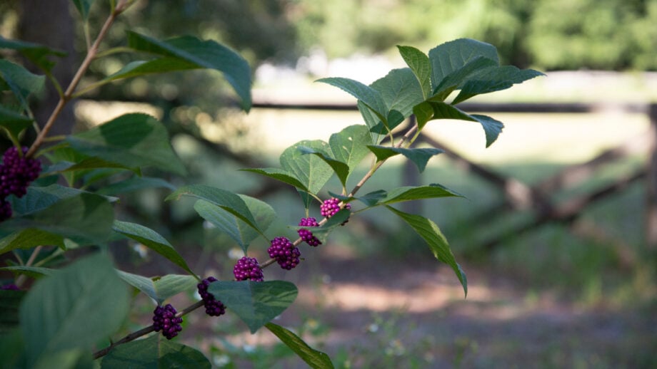 How to Plant, Grow and Care For American Beautyberry