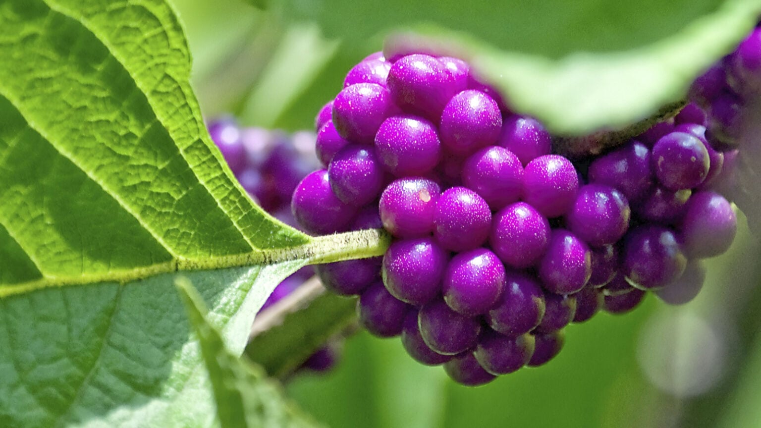 How to Plant, Grow and Care For American Beautyberry