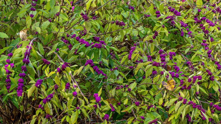 How to Plant, Grow and Care For American Beautyberry