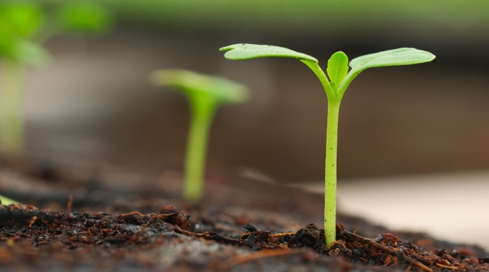 How to Plant, Grow and Care For Swamp Sunflowers