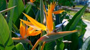 17 Plants for a Thriving Tropical Landscape