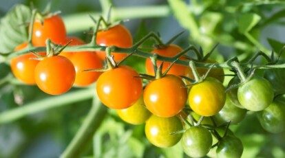 19 Early Season Tomato Varieties For Your Garden