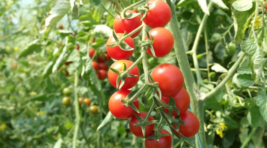 19 Early Season Tomato Varieties For Your Garden