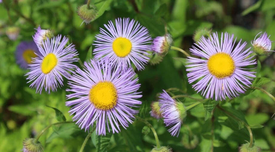 19 Perennial Companion Plants for Blazing Star Flowers
