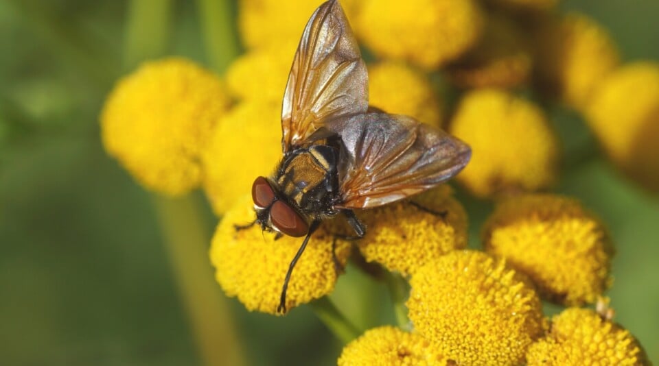 15 Beneficial Predators to Attract to Your Garden