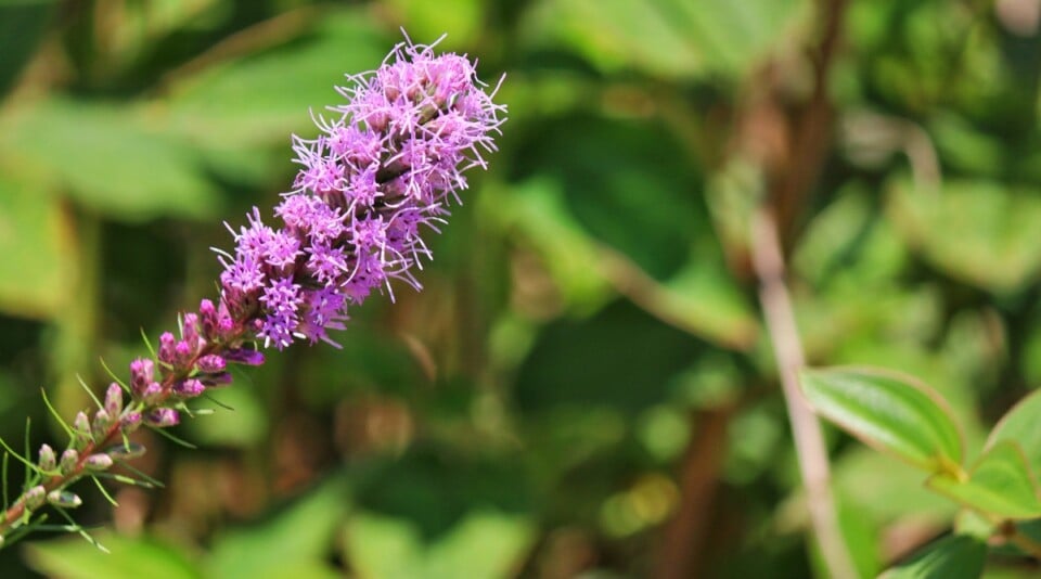 How to Plant, Grow and Care For Blazing Star Flowers
