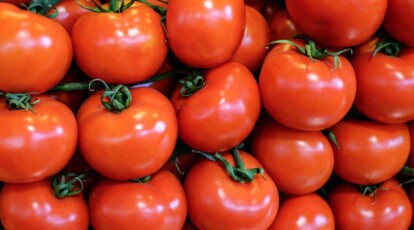 19 Early Season Tomato Varieties For Your Garden