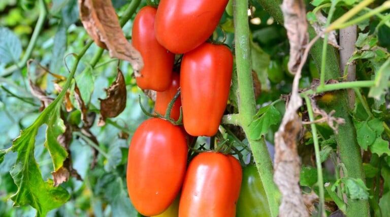 19 Early Season Tomato Varieties For Your Garden