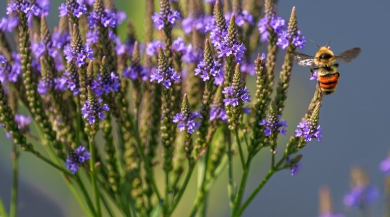 31 Perennials You Should Try Planting This Fall