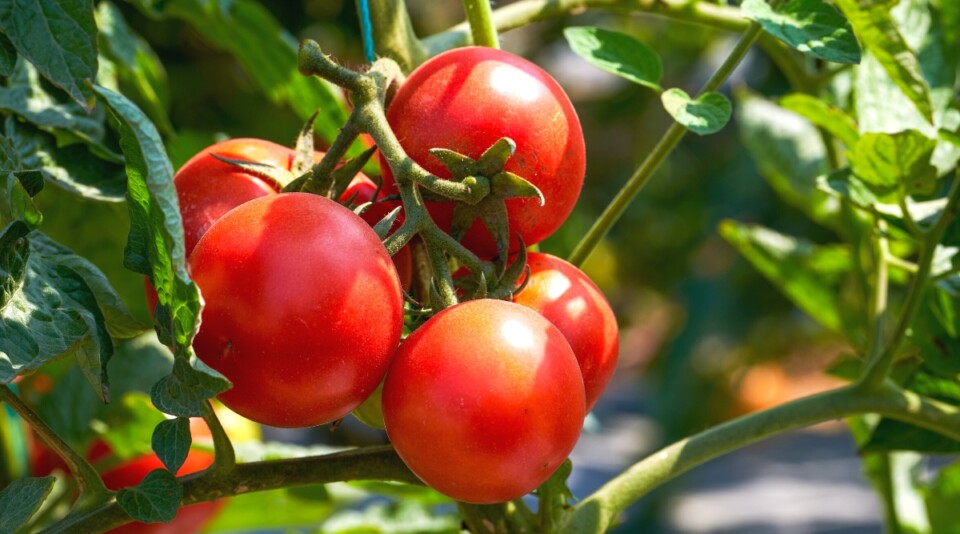 19 Early Season Tomato Varieties For Your Garden