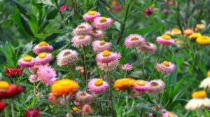 21 Flowers For The Perfect Fall Cut Flower Garden