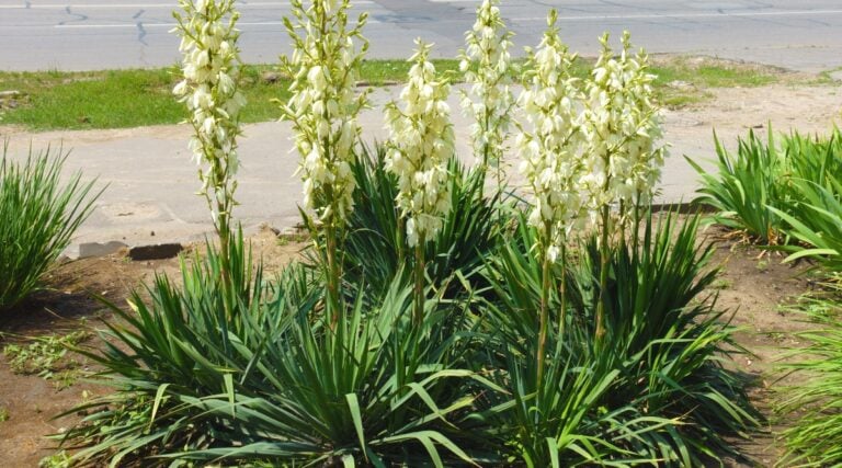 37 Drought Tolerant Native Plants to Grow This Season