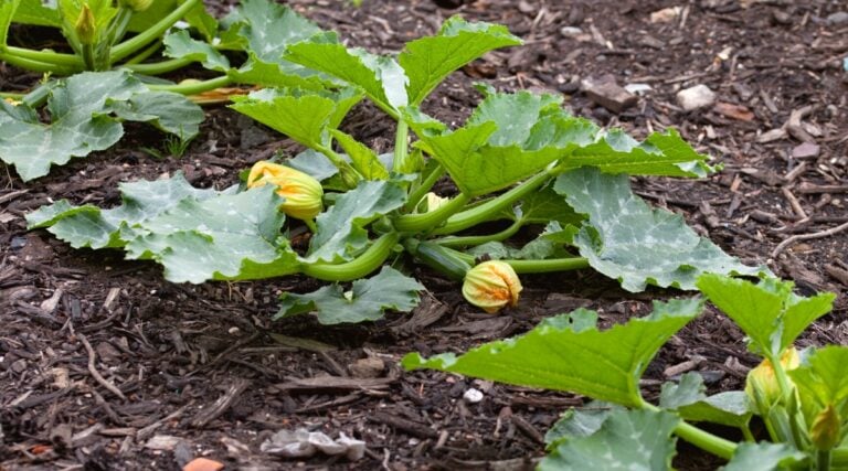35 Companion Plants to Grow With Beans This Season